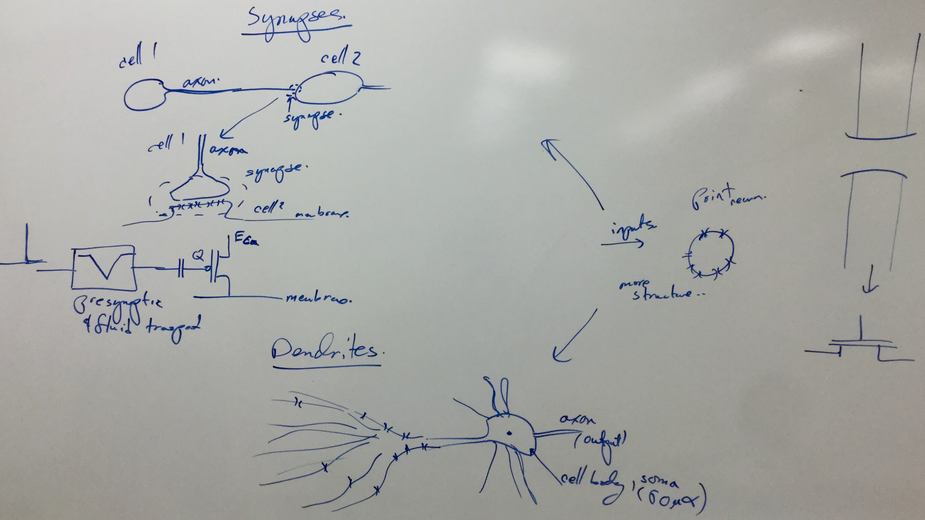 Biological Passive and Active Channel Models